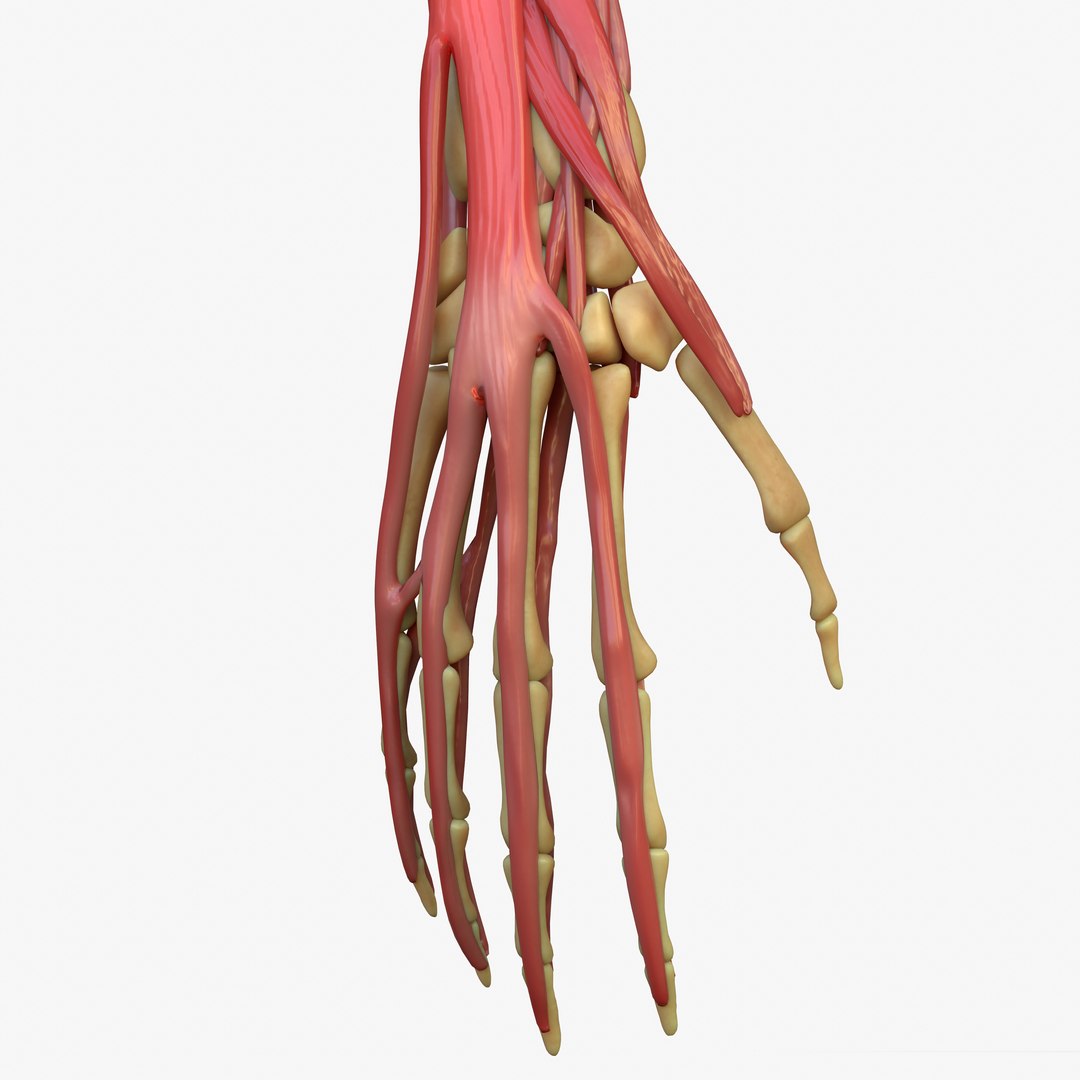 3D Hand Anatomy Arm - TurboSquid 1398210