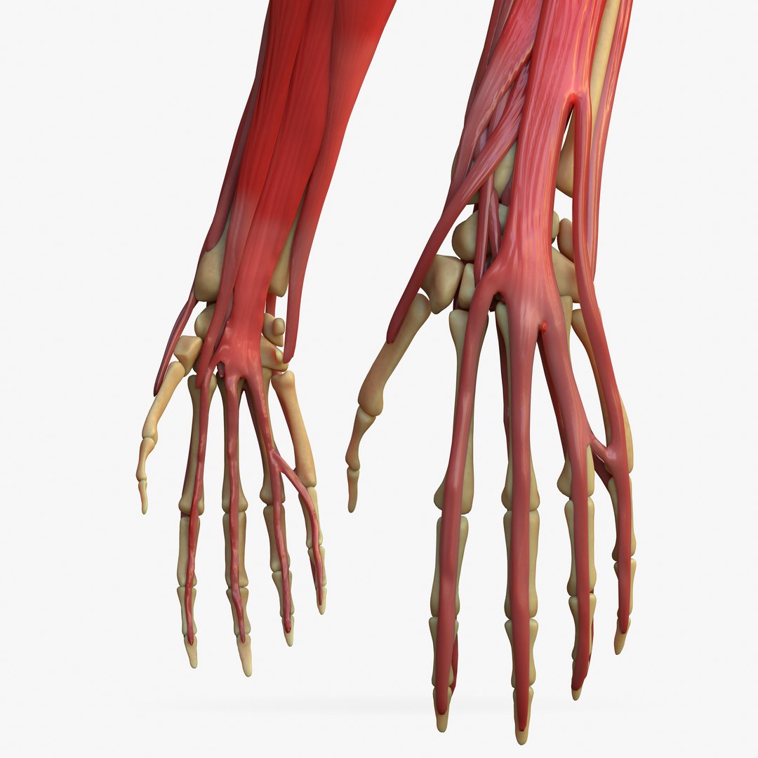 3D Hand Anatomy Arm - TurboSquid 1398210