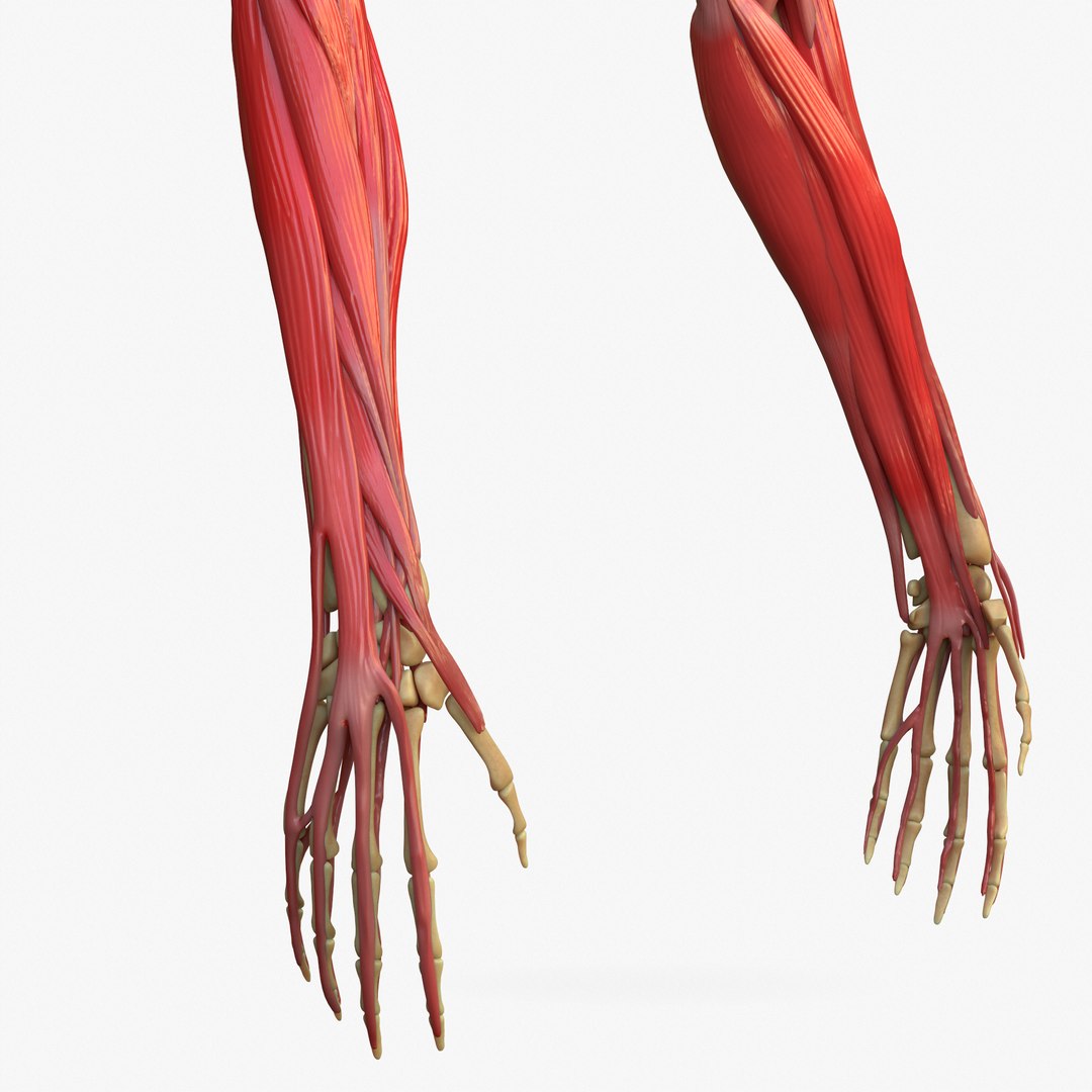 3D Hand Anatomy Arm - TurboSquid 1398210