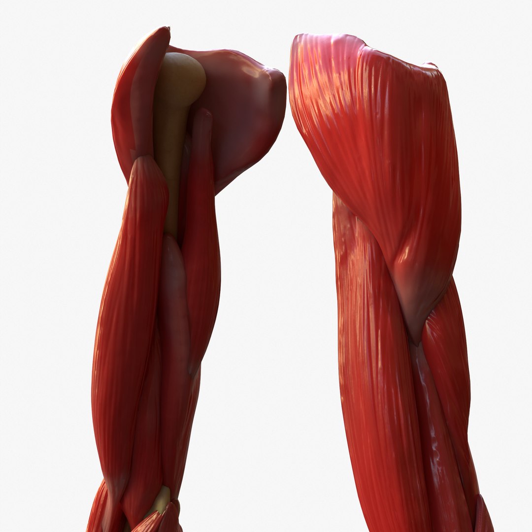 3D Hand Anatomy Arm - TurboSquid 1398210