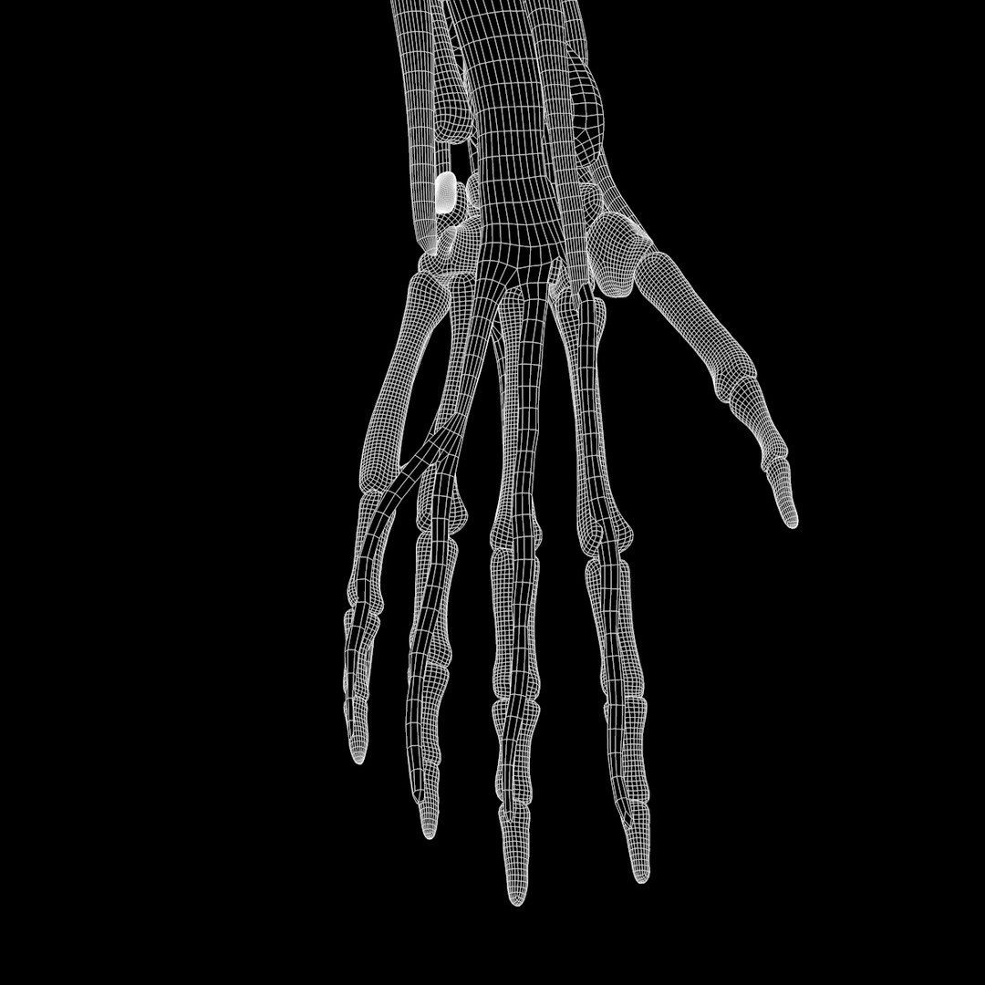 3D Hand Anatomy Arm - TurboSquid 1398210