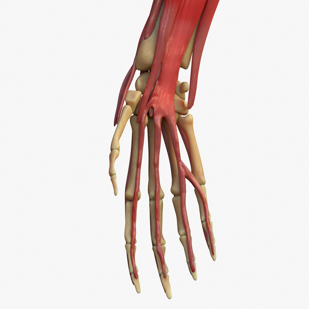 3D Hand Anatomy Arm - TurboSquid 1398210