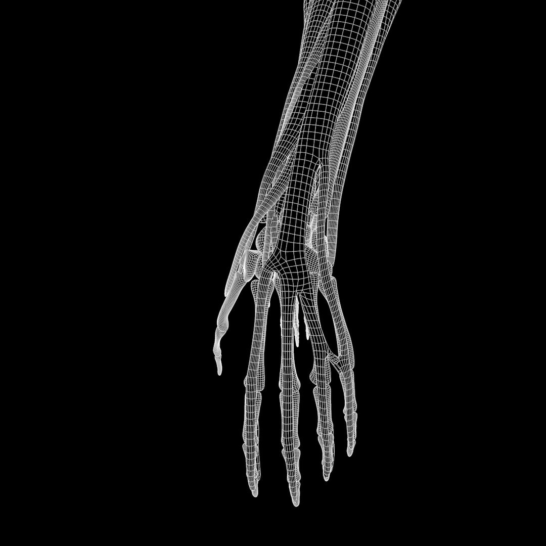 3D Hand Anatomy Arm - TurboSquid 1398210