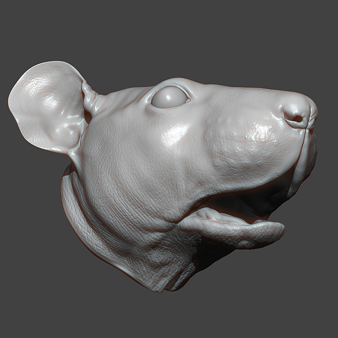 3D Rat Head Highpoly Sculpt model - TurboSquid 1809933