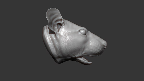 3D Rat Head Highpoly Sculpt model - TurboSquid 1809933
