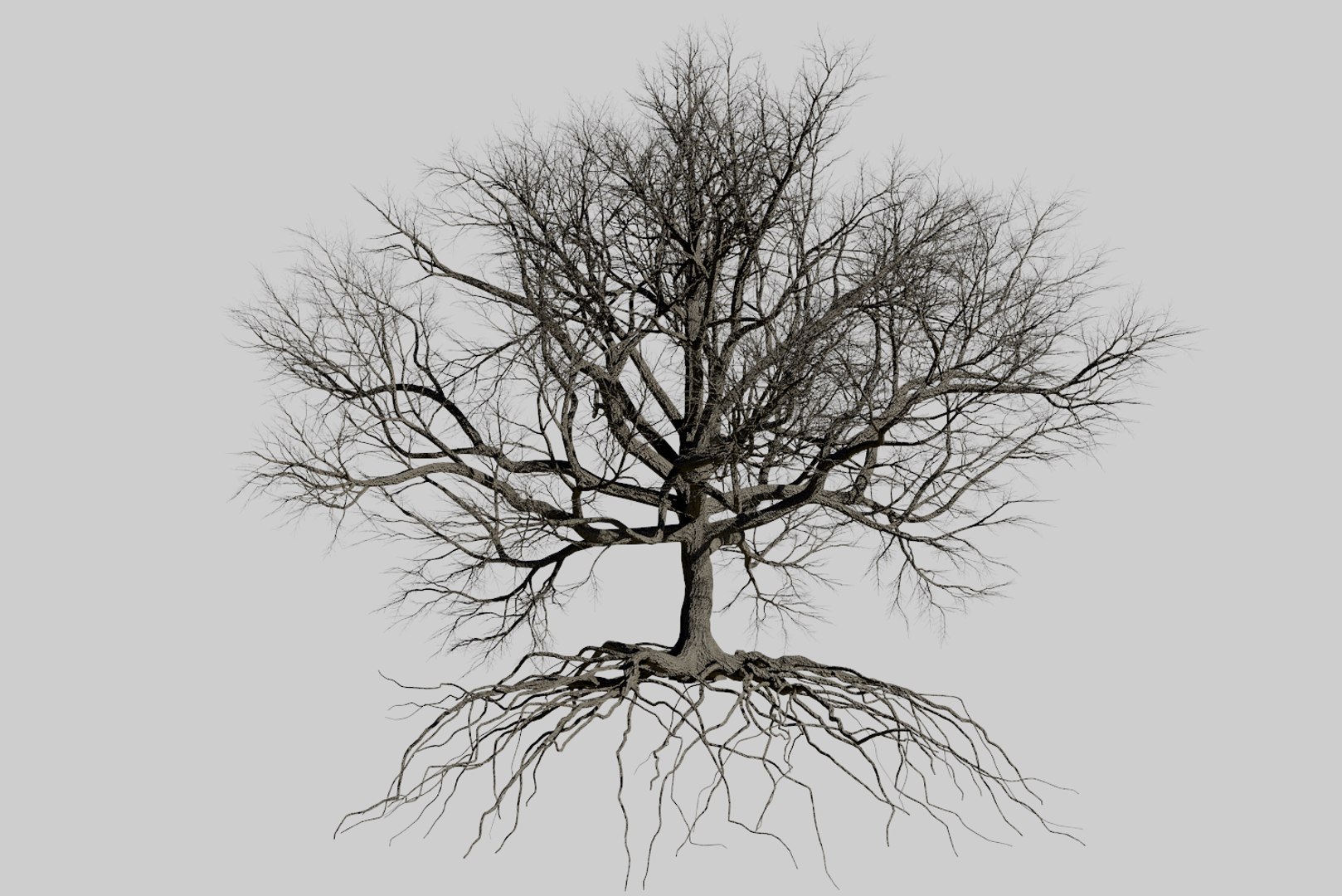 Oak Dry 2 Tree 3D Model - TurboSquid 1387525