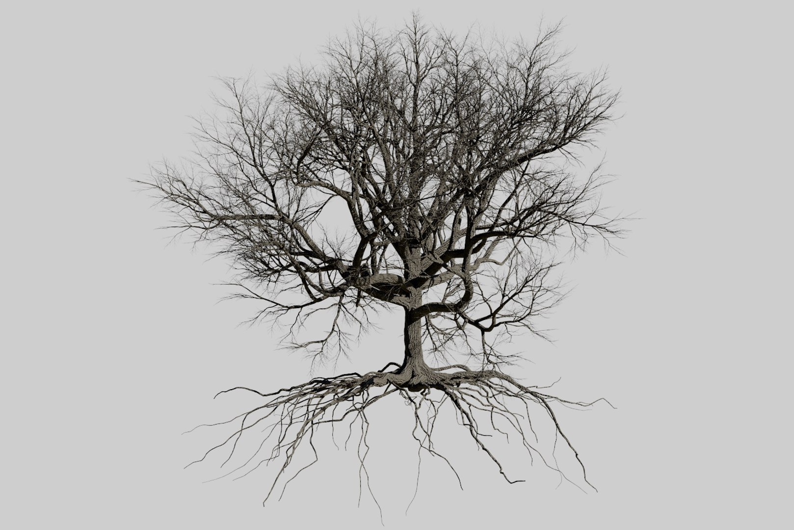 Oak Dry 2 Tree 3D Model - TurboSquid 1387525