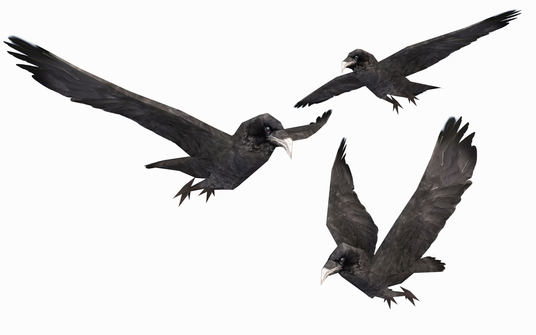 Crow Animations Model - TurboSquid 1653282