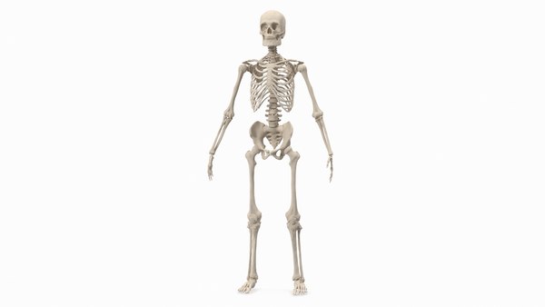 3D male body anatomy skeleton model - TurboSquid 1575425