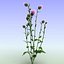 Thistle 3d Max