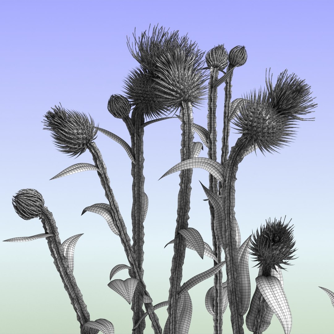 Thistle 3d Max