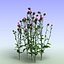 Thistle 3d Max