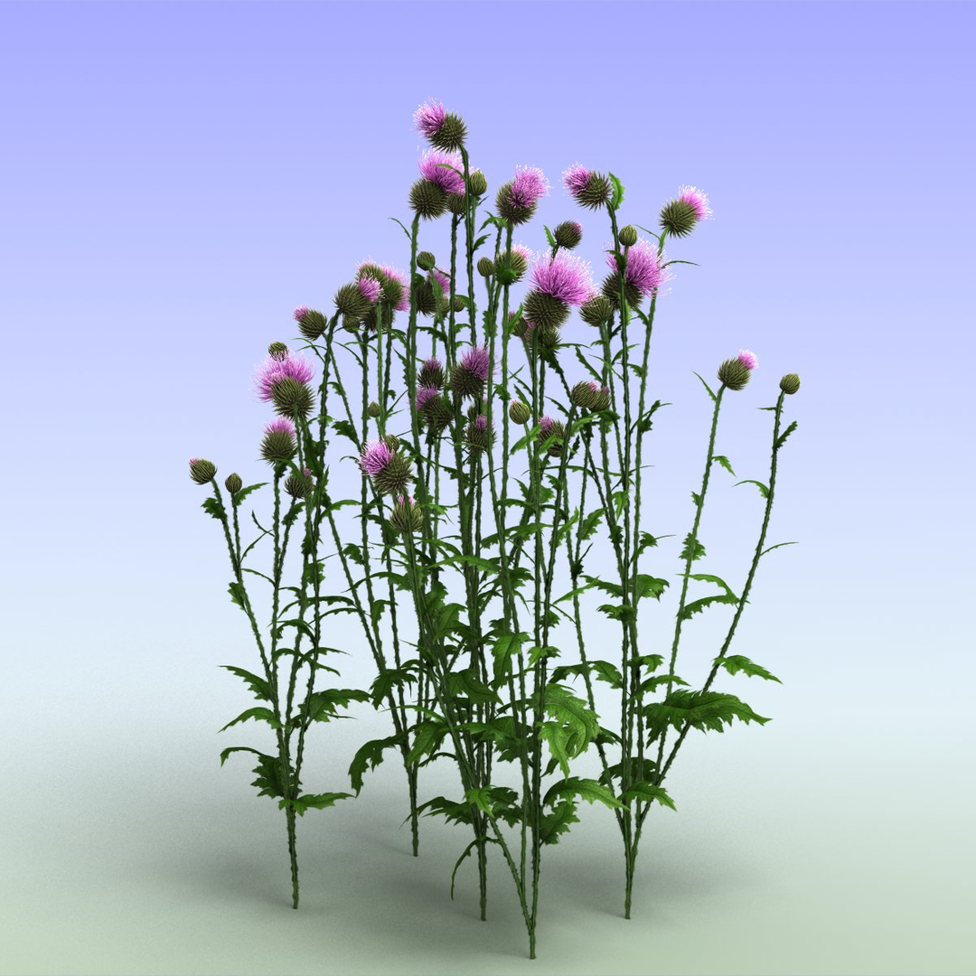 Thistle 3d Max