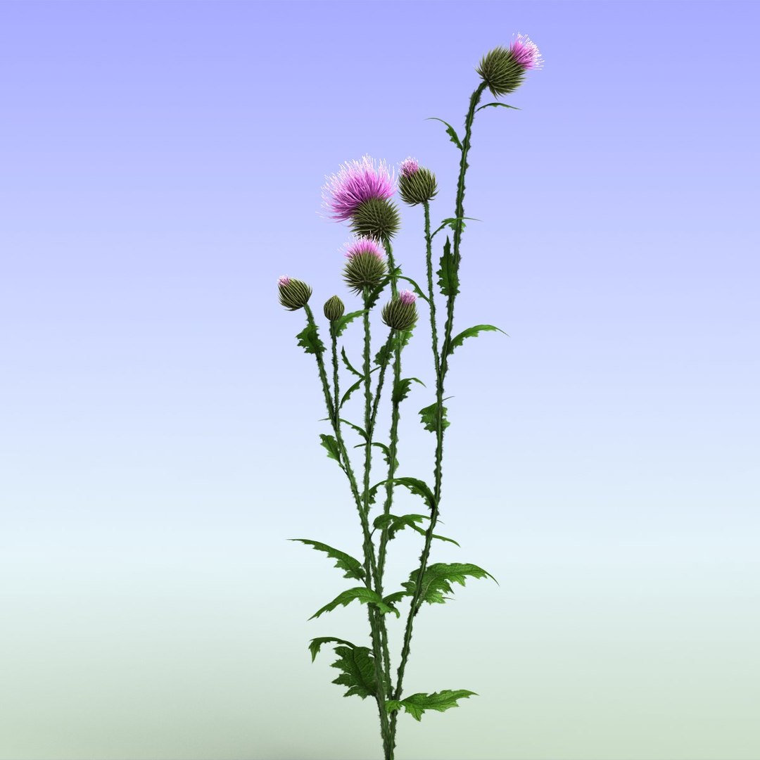 Thistle 3d Max