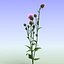 Thistle 3d Max