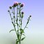Thistle 3d Max