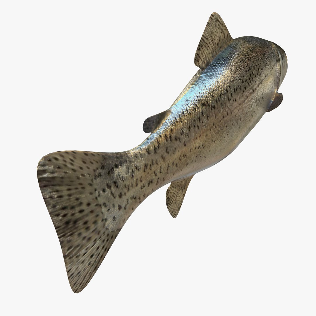 3d Trout