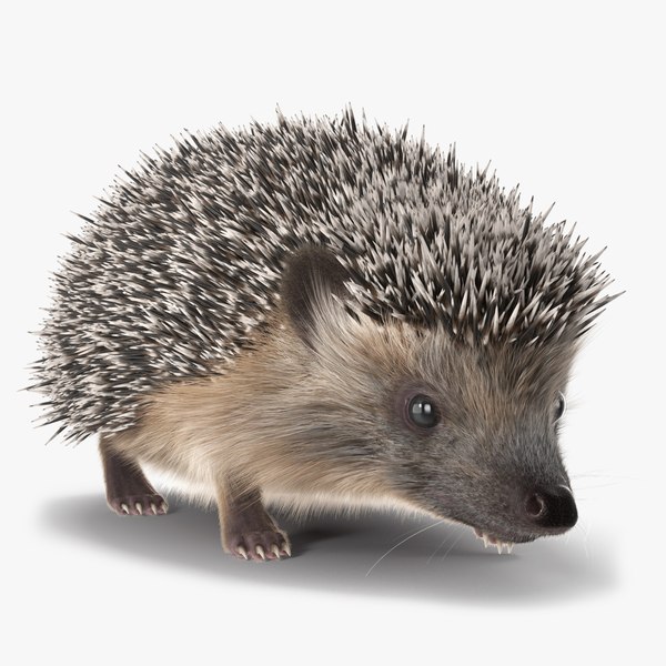 modelo 3d Walk Black Hedgehog Fur - TurboSquid 2086143