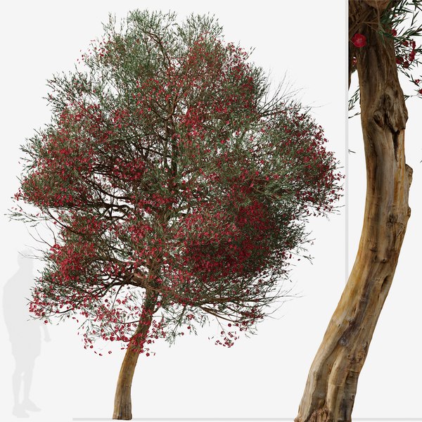 3D модель Leptospermum scoparium or Manuka Tree - TurboSquid 1968940