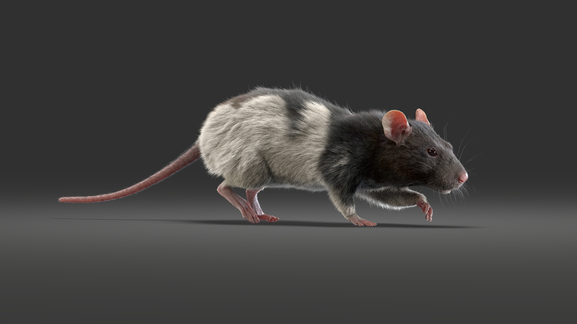 3D rat fur animations - TurboSquid 1632434