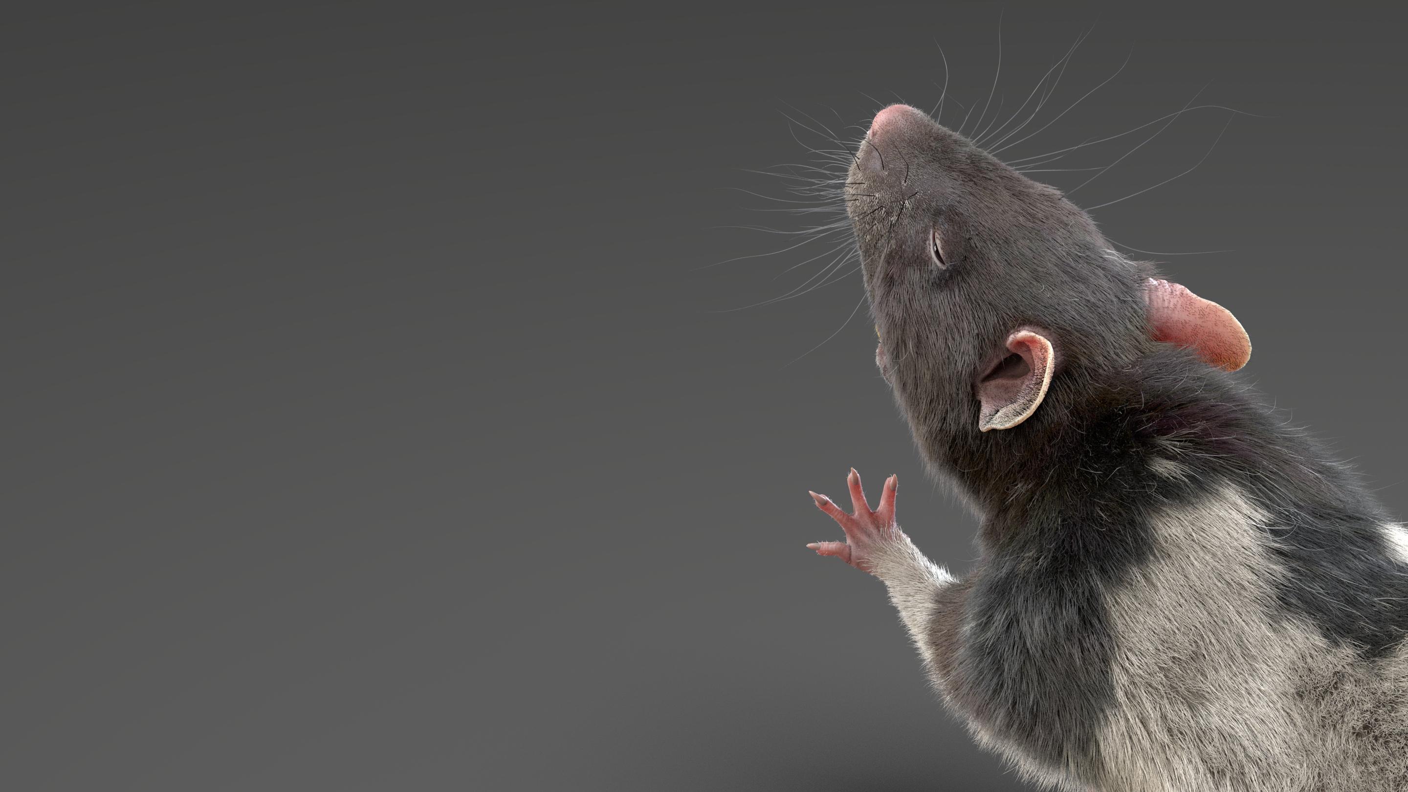 3D rat fur animations - TurboSquid 1632434