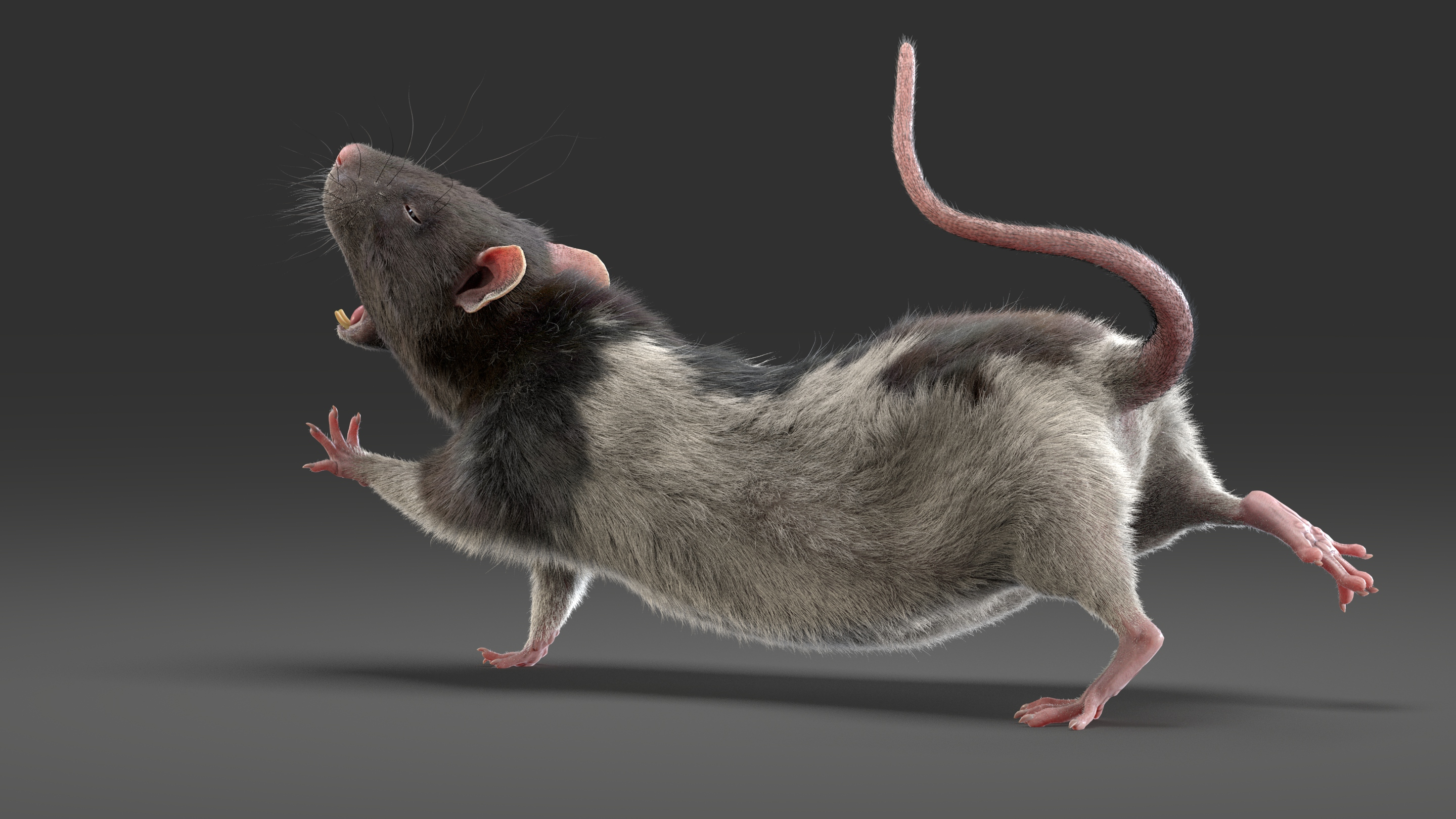 3D rat fur animations - TurboSquid 1632434