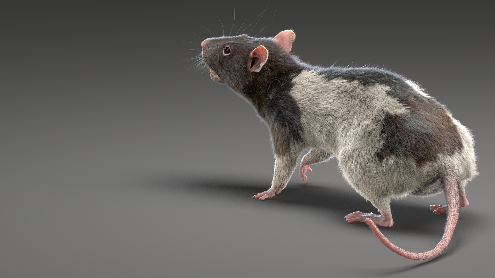 3D rat fur animations - TurboSquid 1632434