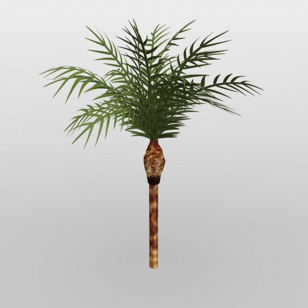 3d model palm tree