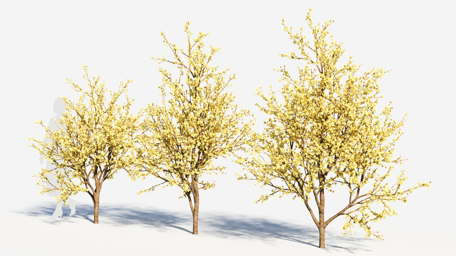 Chimonanthus Praecox C 3D Model - TurboSquid 2119134