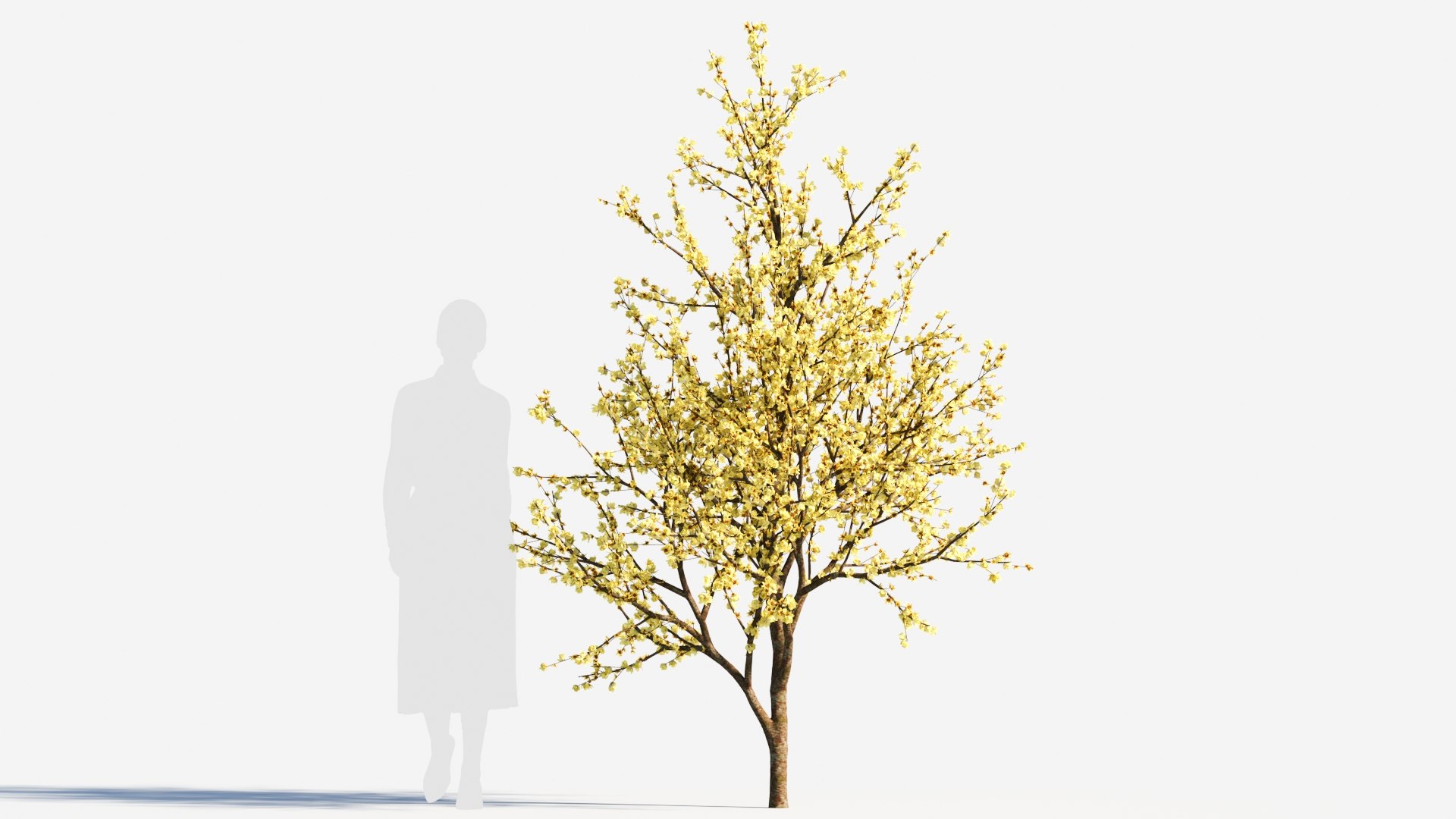 Chimonanthus Praecox C 3D Model - TurboSquid 2119134