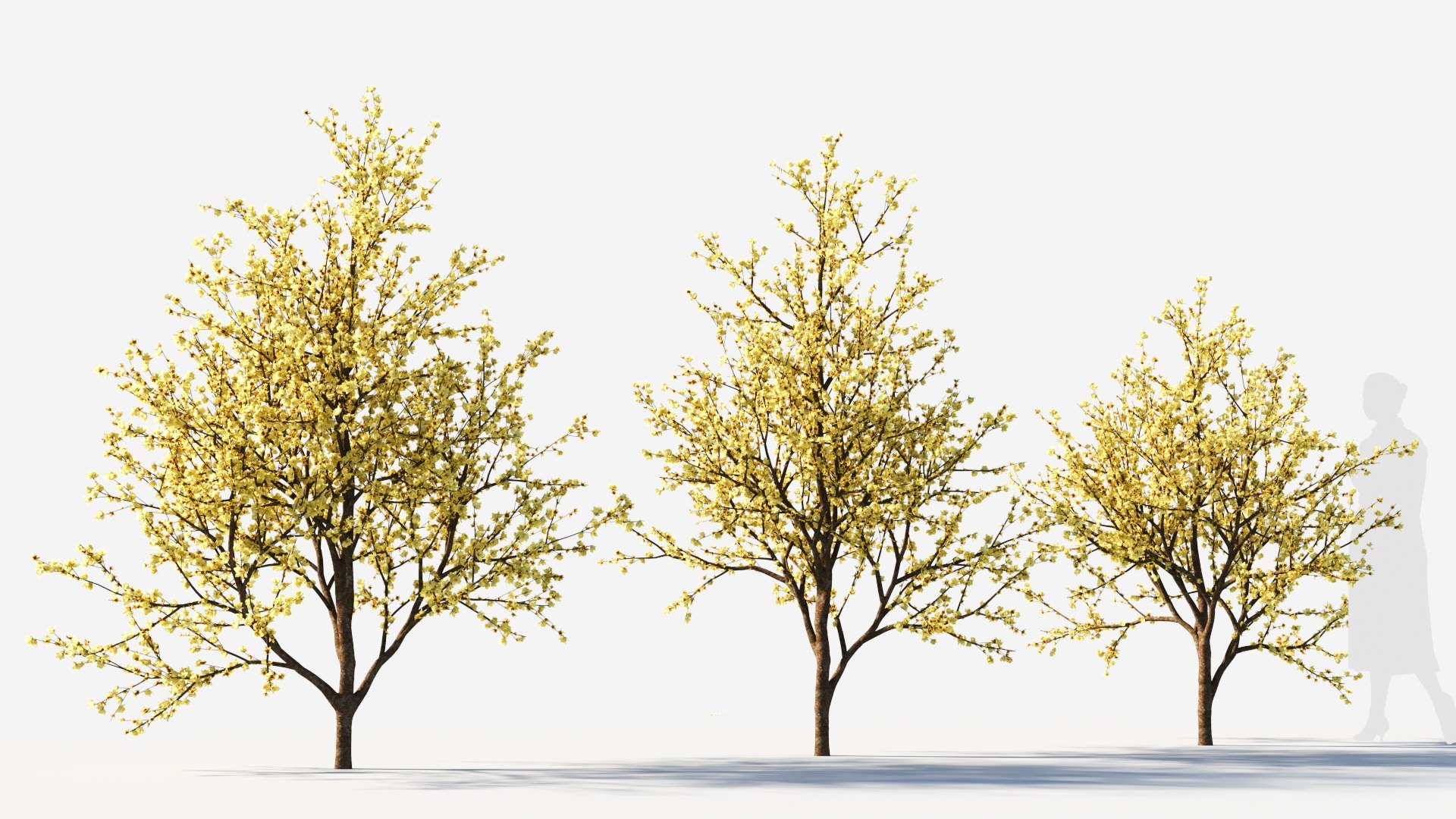 Chimonanthus Praecox C 3D Model - TurboSquid 2119134