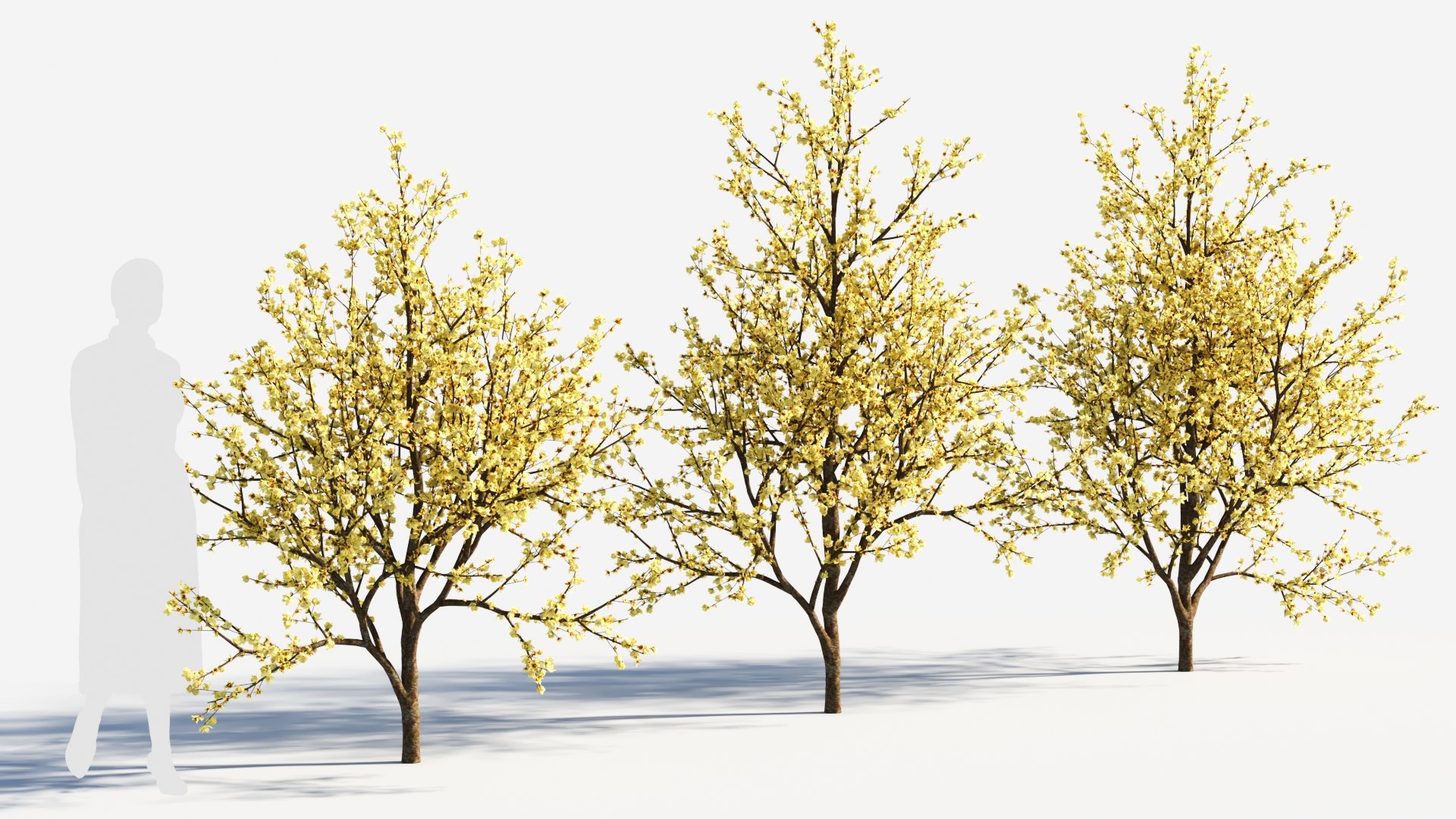 Chimonanthus Praecox C 3D Model - TurboSquid 2119134
