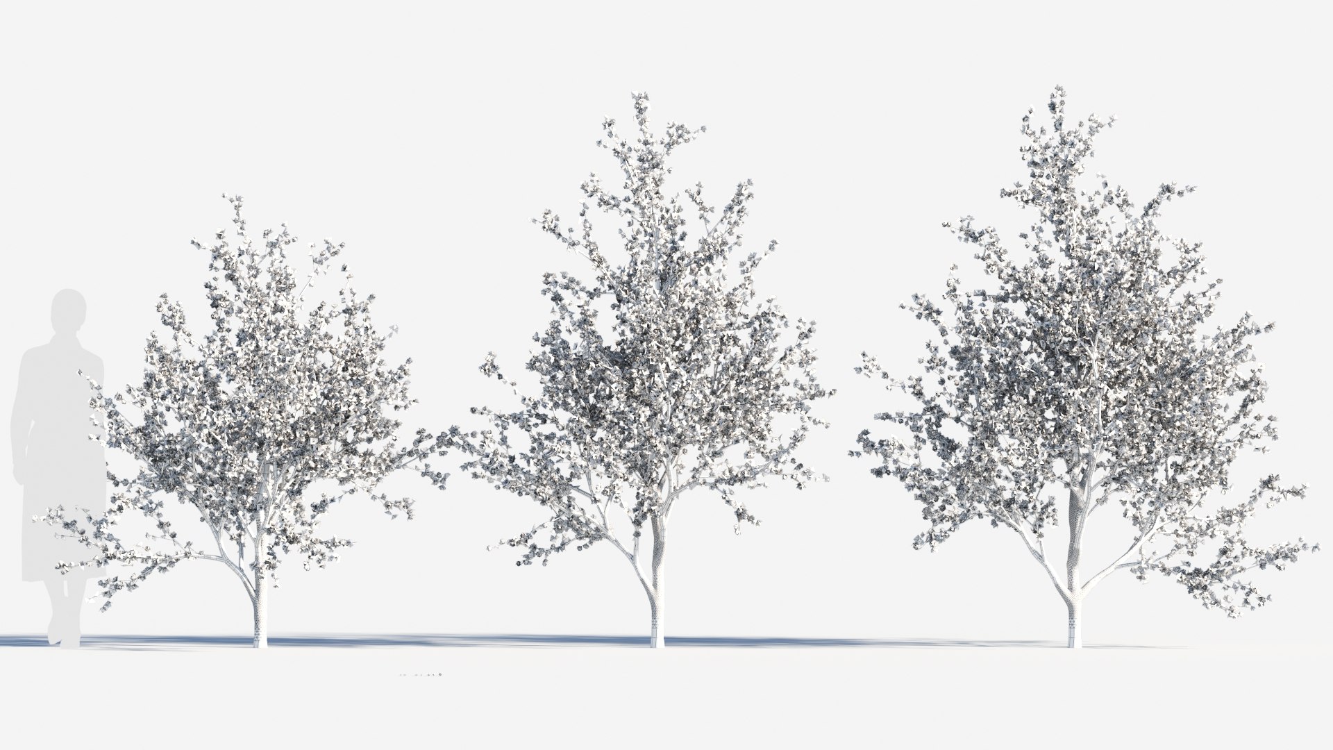 Chimonanthus Praecox C 3D Model - TurboSquid 2119134