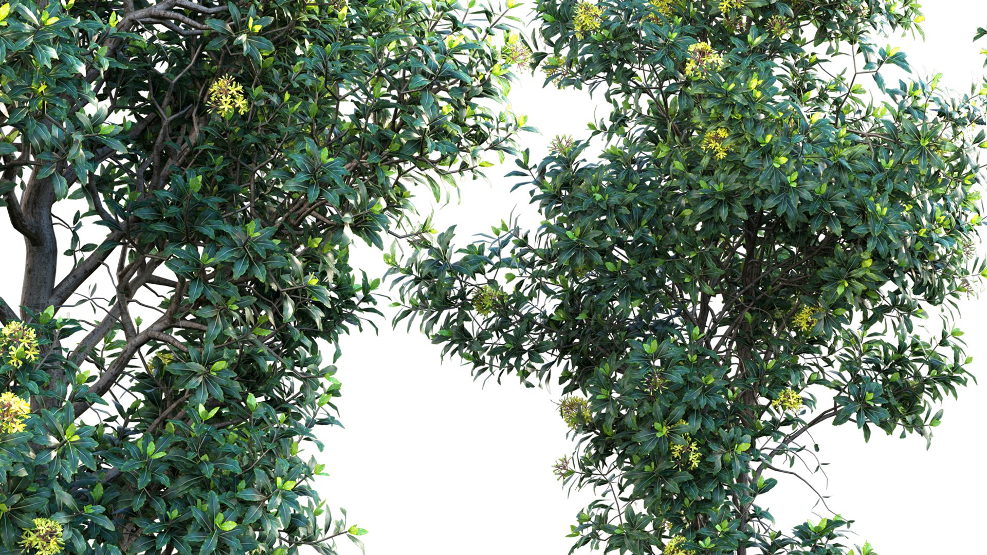 Lemonwood Tree - Pittosporum Eugenioides 01 3D Model - TurboSquid 2126519