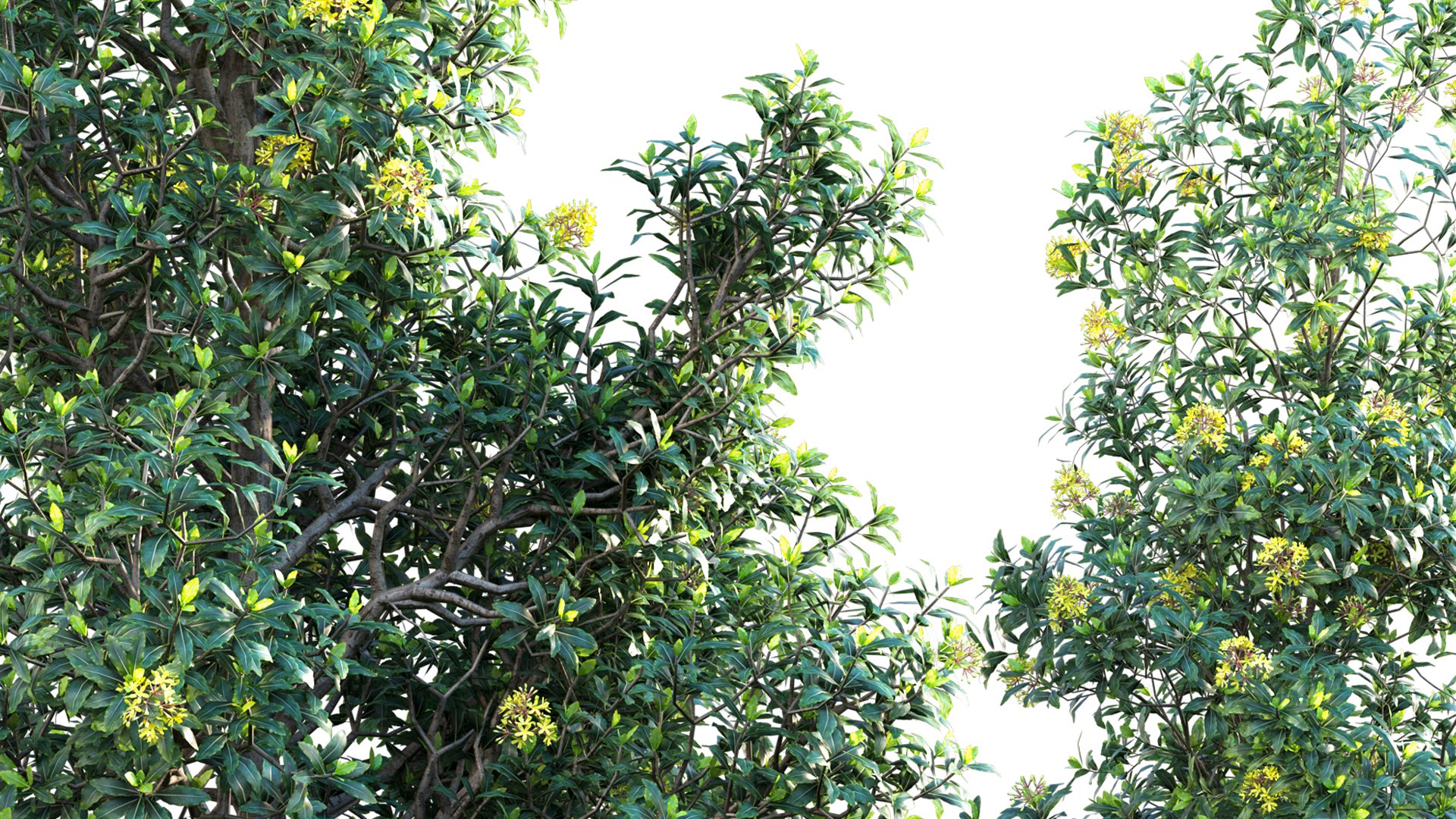 Lemonwood Tree - Pittosporum Eugenioides 01 3D Model - TurboSquid 2126519