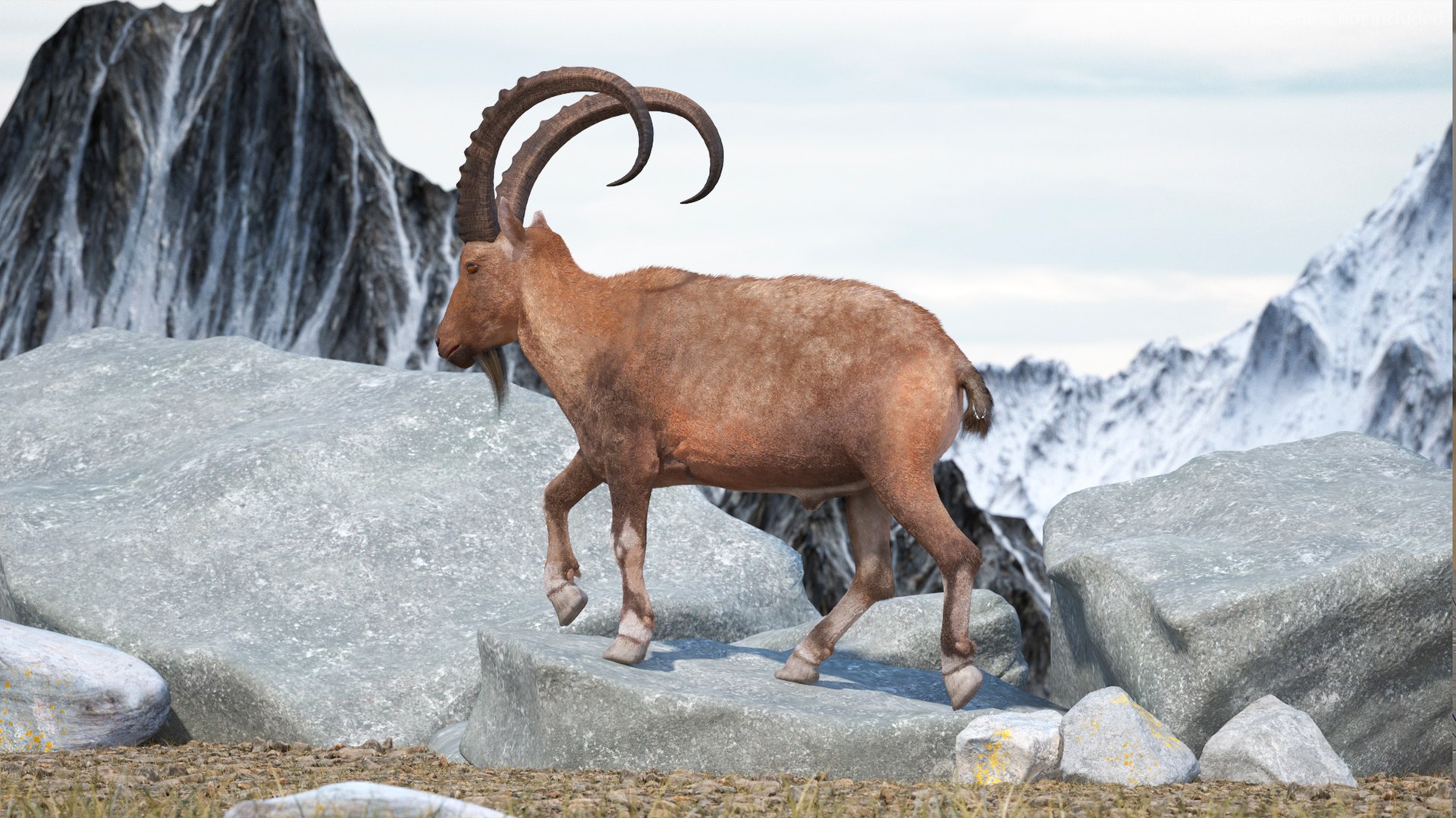 Alpine Ibex Fur Rigged 3D - TurboSquid 2220179