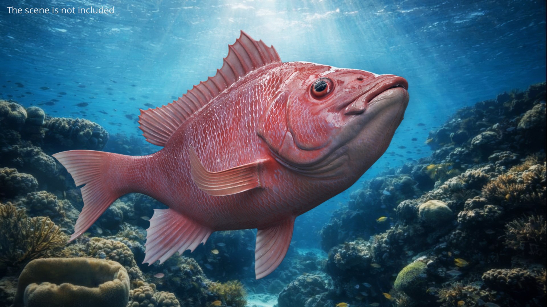 Campeche Red Snapper Swim Rigged For Maya Animated 3D Model ...