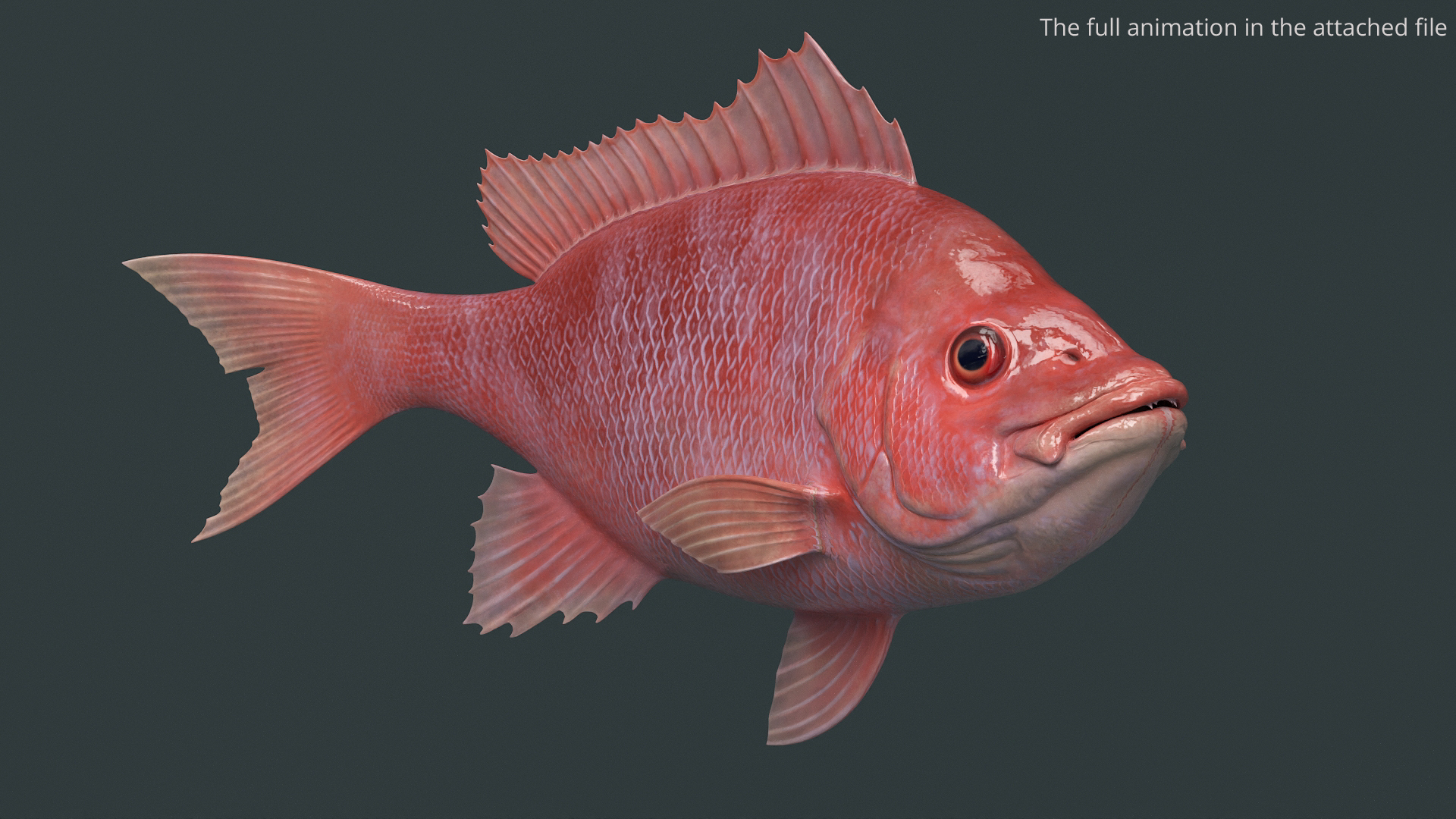 Campeche Red Snapper Swim Rigged For Maya Animated 3D Model ...