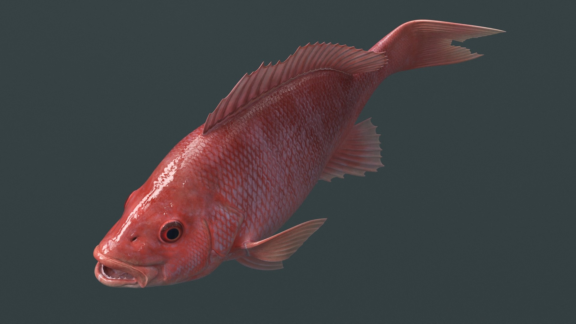 Campeche Red Snapper Swim Rigged For Maya Animated 3D Model ...
