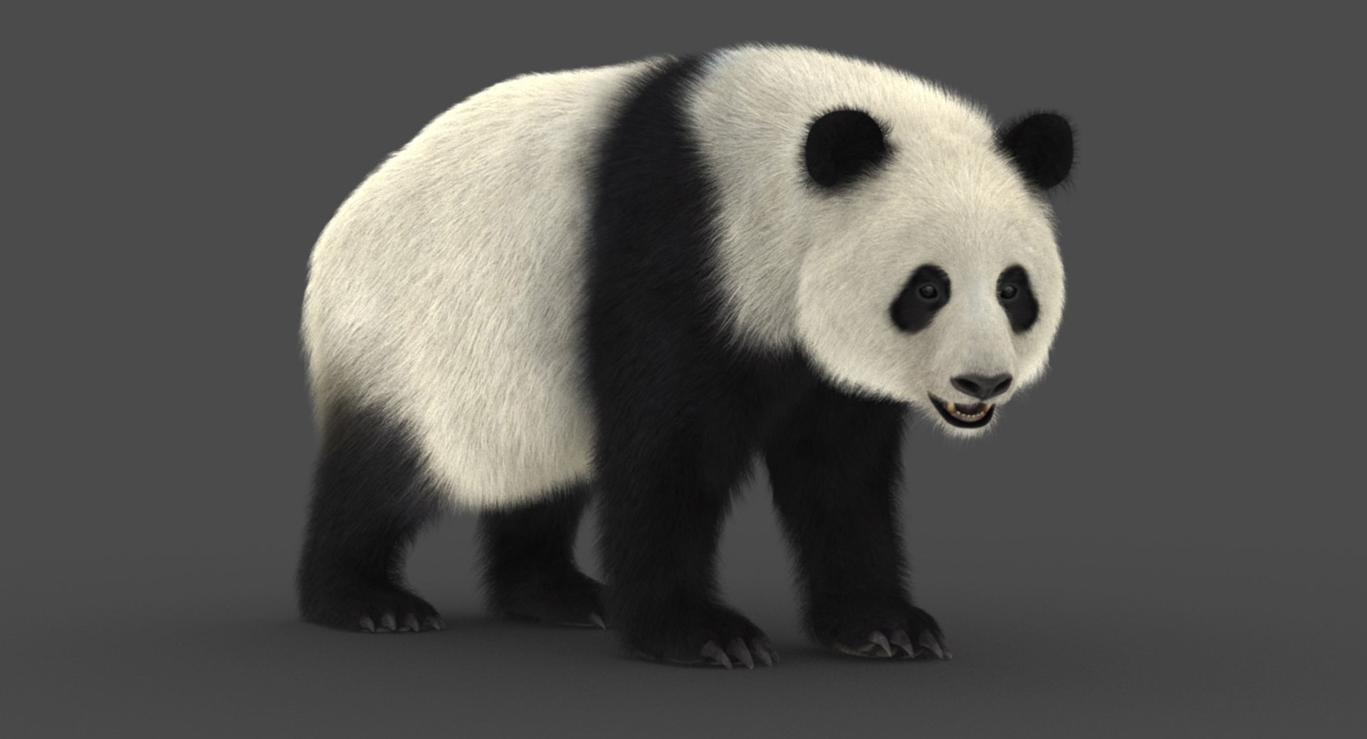 Giant Panda Rigged Bear Fur 3D Model - TurboSquid 1150202