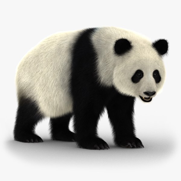 Bear 3D Models for Download | TurboSquid