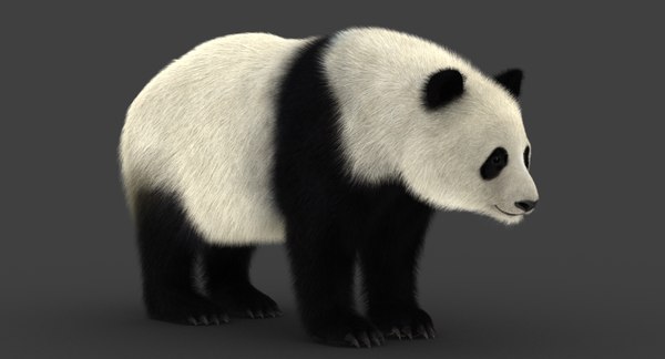 Giant panda rigged bear fur 3D model - TurboSquid 1150202