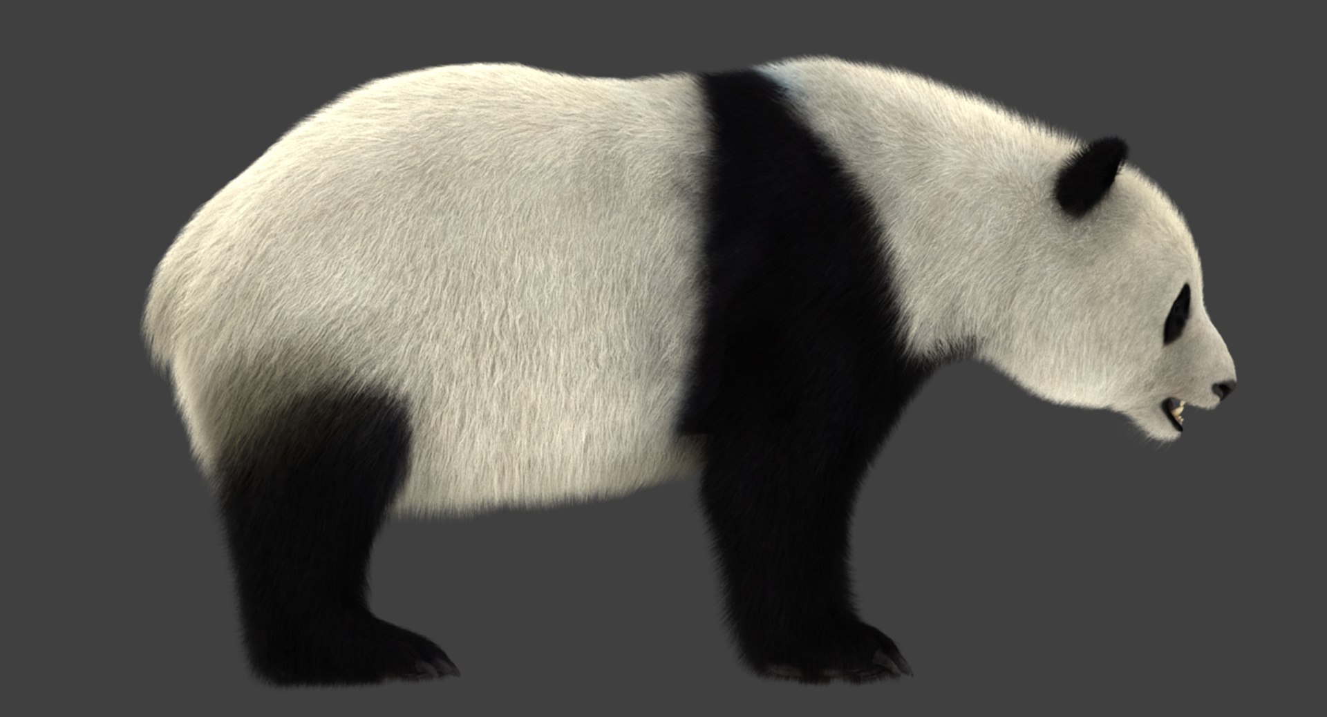 Giant Panda Rigged Bear Fur 3D Model - TurboSquid 1150202