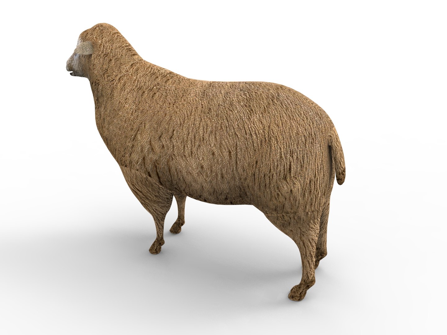 3D Model Sheep - TurboSquid 1194213
