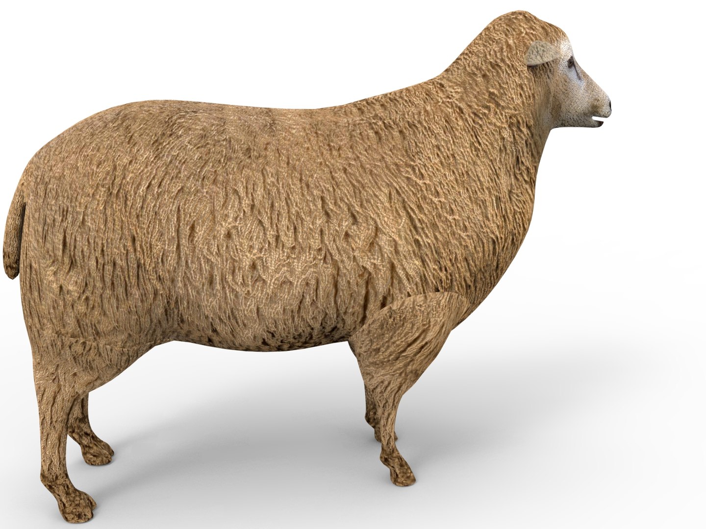 3D Model Sheep - TurboSquid 1194213