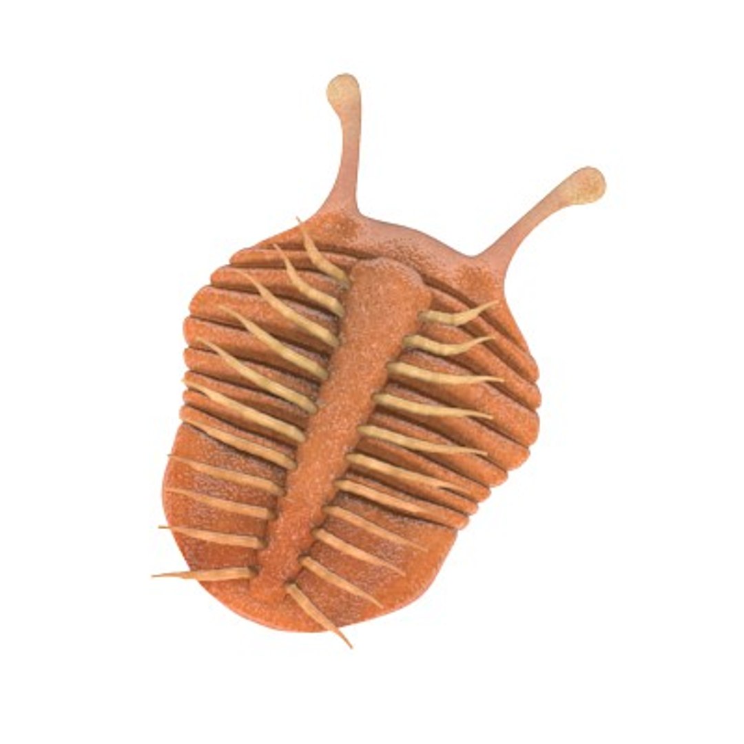 3d asaphus trilobite model