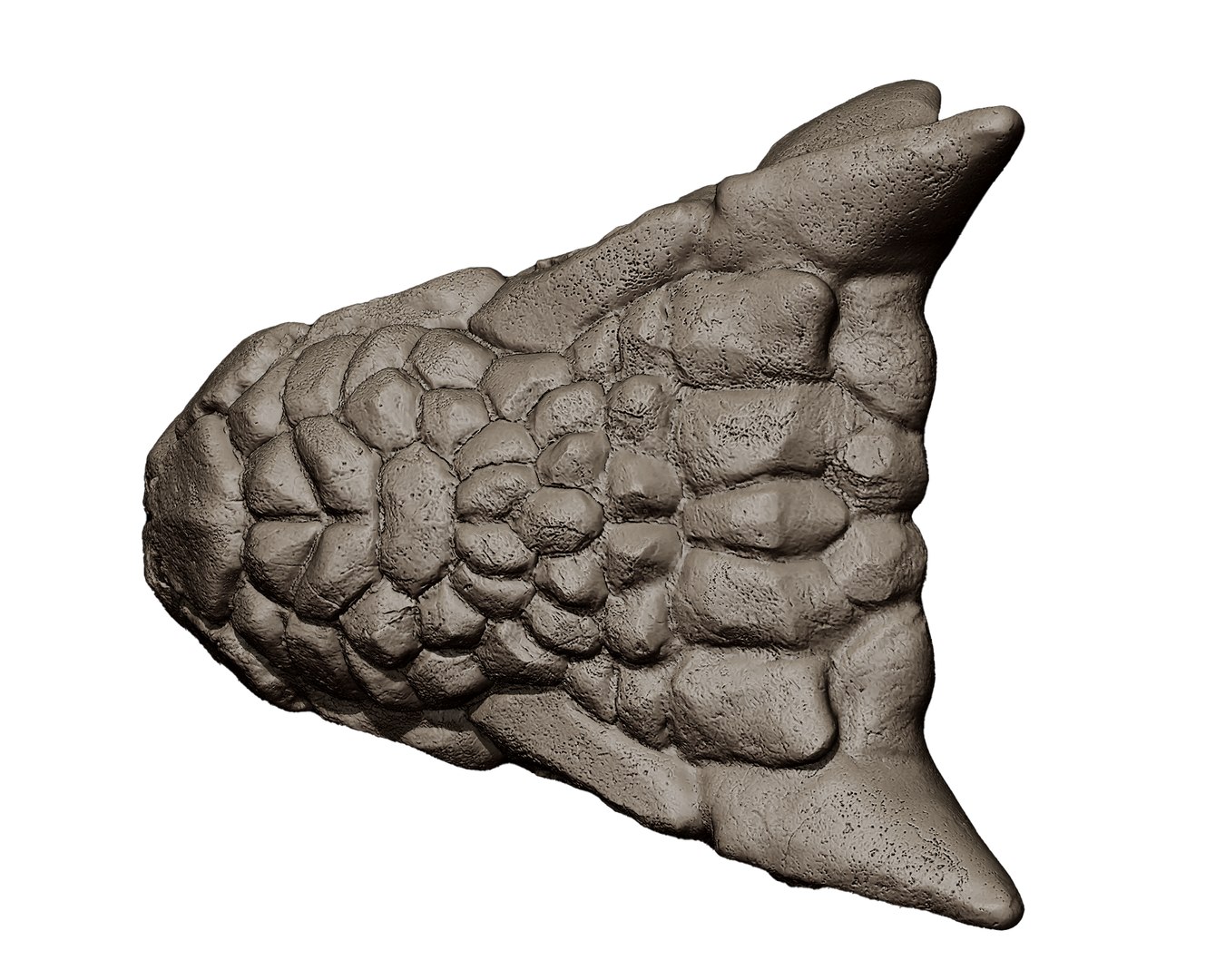 3D Ankylosaurus Skull 3D Print Model Model - TurboSquid 2162599