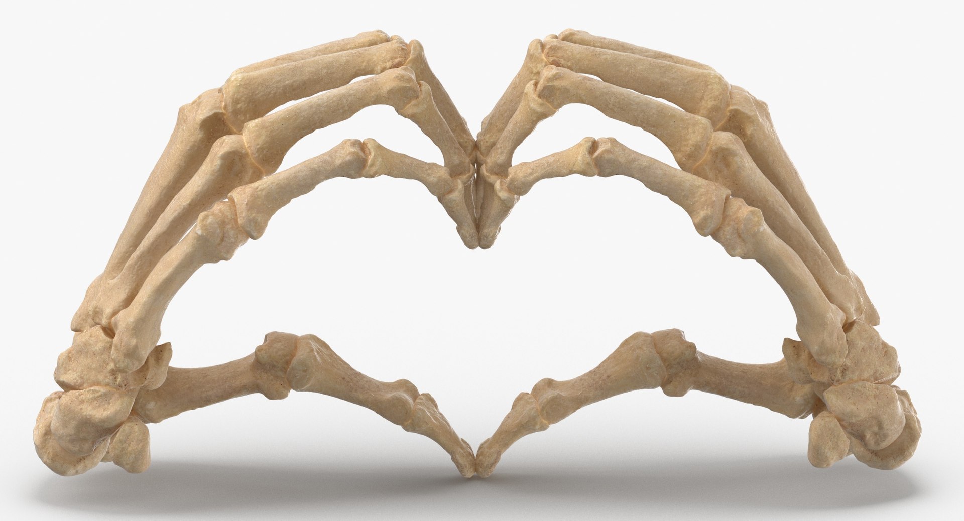 Human Hand Bones Heart 3D Model - TurboSquid 1608387
