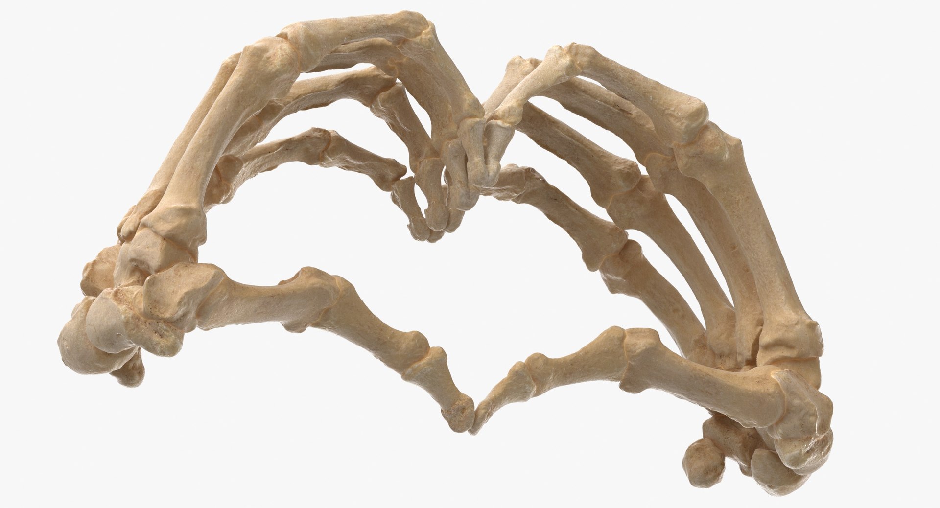Human Hand Bones Heart 3D Model - TurboSquid 1608387