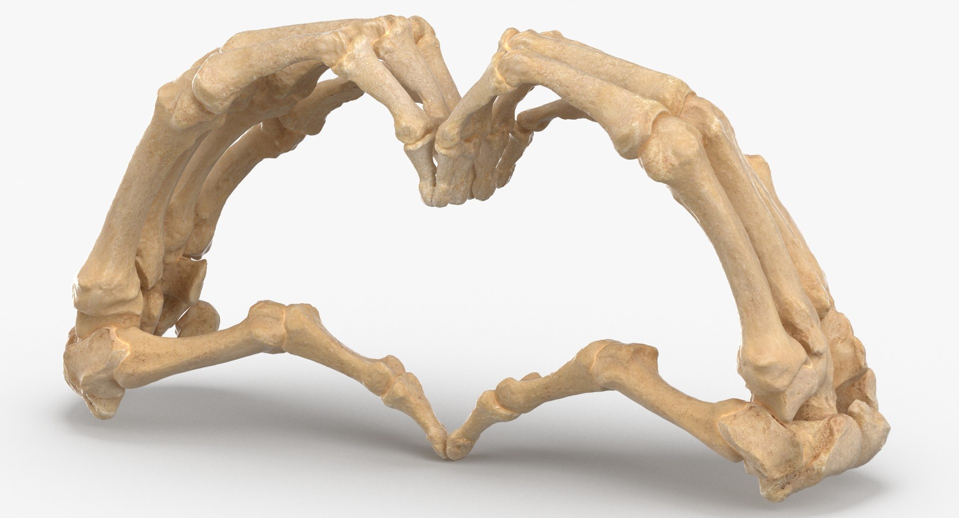 Human hand bones heart 3D model - TurboSquid 1608387